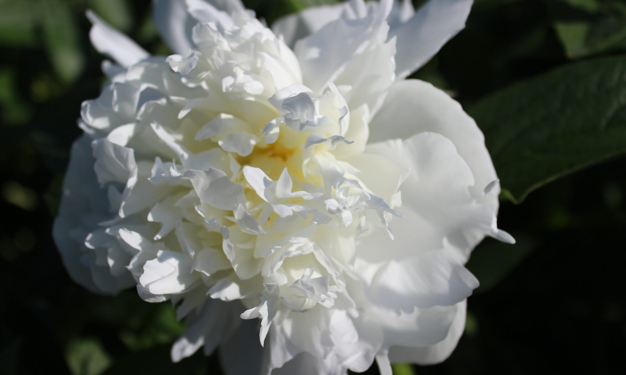 Osteoarthritis Cure Medicine - Arthron 5 Natural licensed medicine ...